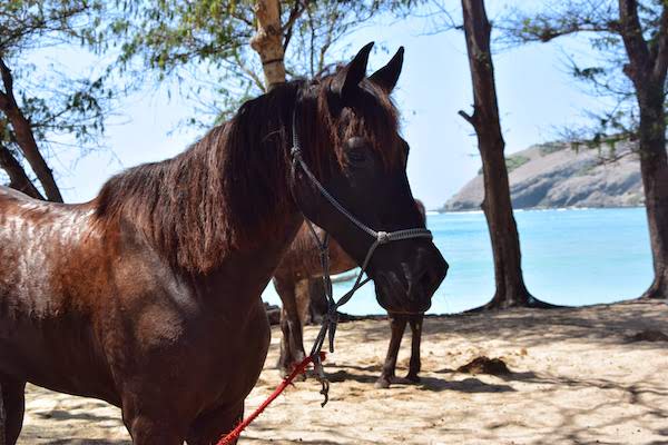 Balade à cheval au bord de la mer : 10 conseils pour vous régaler
